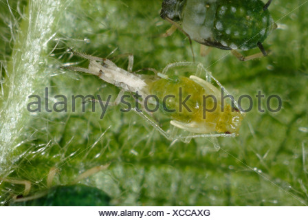 Cotton aphid (Aphis gossypii) alate after exdiasis with expanding Stock ...