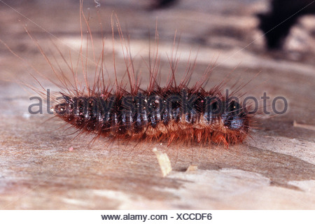 larder beetle, common larder beetle, bacon beetle (Dermestes Stock ...