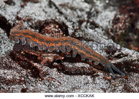 Peripatus, Velvet worm (Peripatoides novaezealandiae), portrait Stock ...
