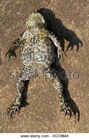 The belly of a dead Common Toad Stock Photo: 139133082 - Alamy