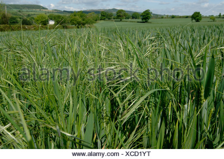 Sterile brome Bromus sterilis flowering in wheat crop coming into ear ...