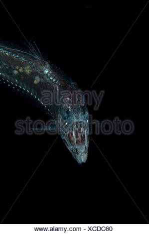 Viperfish (Chauliodus sloani) - deep sea specimen from Portugal Stock ...