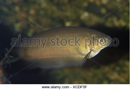 pholis gunnellus / butterfish / gunnel Stock Photo - Alamy