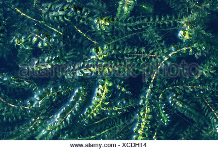Canadian waterweed, common elodea, broad waterweed (Elodea Stock Photo ...