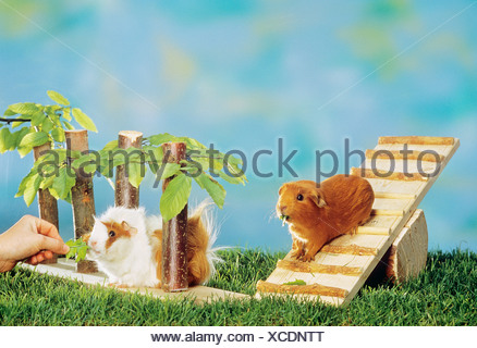 two guinea pigs - playground Stock Photo: 18396565 - Alamy