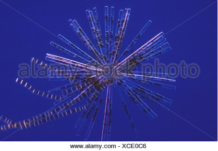 Synedra ulna (Synedra ulna Stock Photo - Alamy