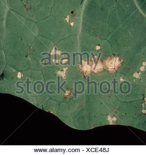White rust or white blister fungal disease on broccoli Stock Photo ...