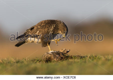 Foot of common buzzard Stock Photo: 30363914 - Alamy