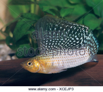 Giant sailfin molly, Sail-fin molly, Red sailfin molly, Yucatan Molly ...