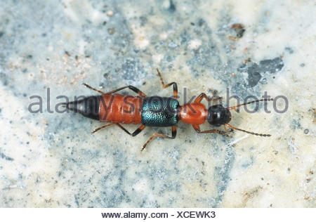 beetle (Paederus fuscipes Stock Photo - Alamy
