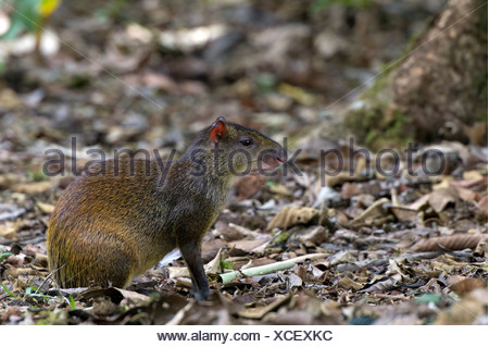 agouti agoutis rodent rodents "central america" "central american Stock ...