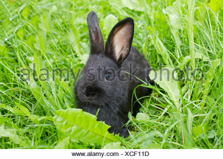 Alaska rabbits, bunny, rabbits, Alaska, breed, rabbit breeding Stock ...