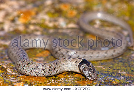 False smooth snake Macroprotodon cucullatus drinking Alicante Spain ...