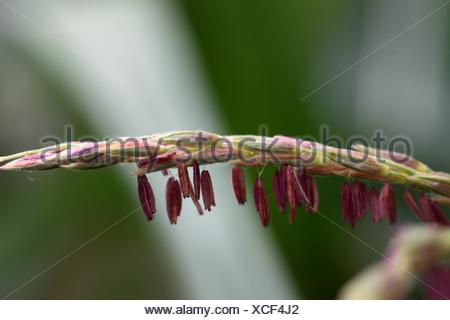 Male Maize Flower Stock Photo: 93545739 - Alamy