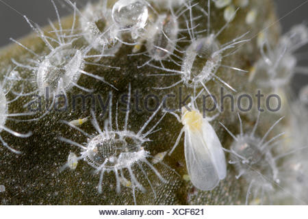 greenhouse whitefly (Trialeurodes vaporariorum), one imago and Stock ...