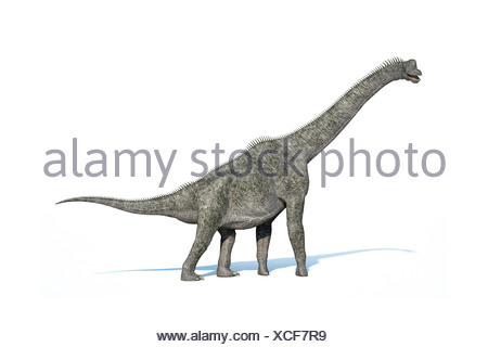 Brachiosaurus dinosaur tallest dinosaur up to 16 metres tall late Stock ...