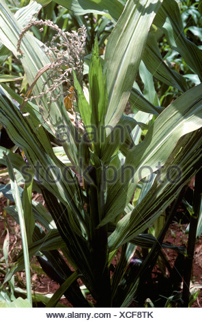 Downy mildew Peronosclerospora sorghi infection of upper leaves of ...