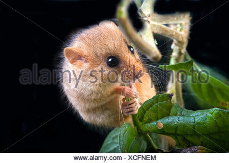 Common Dormouse, muscardinus avellanarius, Adult eating Berries ...