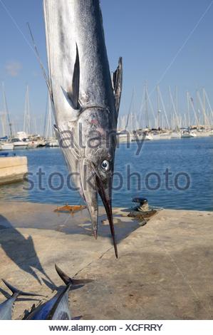 Mediterranean Spearfish Billfish Head Tetrapturus Belone Marlin Stock mediterranean-spearfish-billfish-head-tetrapturus-belone-marlin-stock