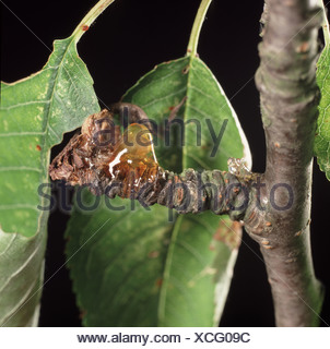 Bacterial canker Pseudomonas syringae showing gum exudation on apical ...