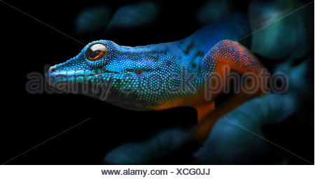 Electric Blue Gecko, Williams' Dwarf Gecko (Lygodactylus williamsi ...