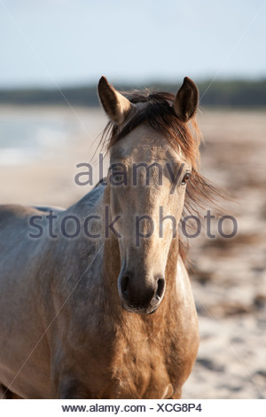 Quarab Horse stallion Stock Photo - Alamy