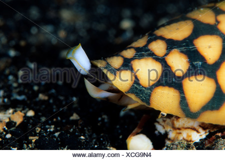 Poisonous Geography Cone Shell (Conus geographus) with toxic Stock ...
