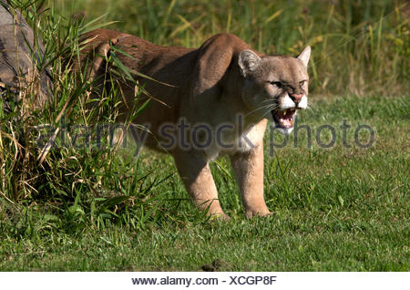Mountain lion, cougar, puma, snarling Stock Photo - Alamy