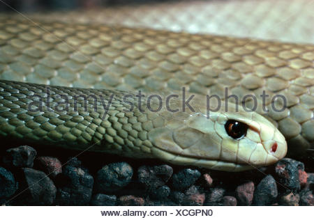 Taipan (Oxyuranus scutellatus), venomous snake, Northern Territory ...
