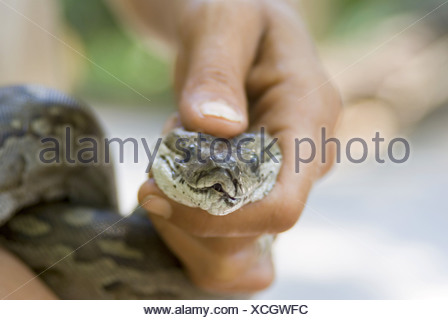 AFRICAN ROCK PYTHON Python sebae South Africa Stock Photo: 181666980 ...