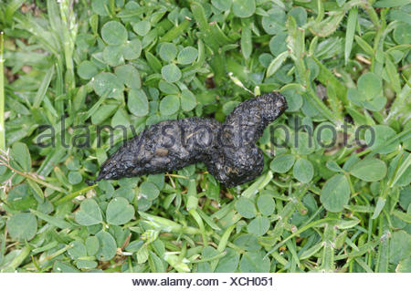 HEDGEHOG DROPPINGS Stock Photo - Alamy