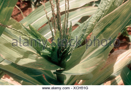 Downy mildew Peronosclerospora sorghi infection of upper leaves of ...
