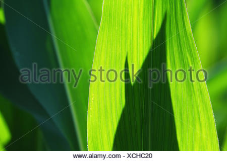 Close up of corn stalk and leaves Stock Photo - Alamy