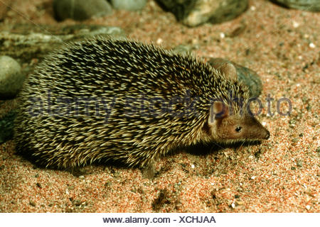 Lesser Hedgehog Tenrec Echinops telfairi in front of a white Stock ...