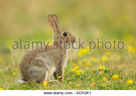 European rabbit / common rabbit (Oryctolagus cuniculus) in field Stock ...
