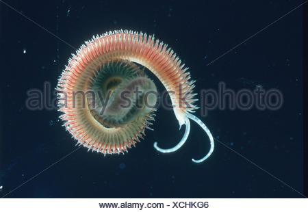 common polydora worm (Polydora ciliata Stock Photo - Alamy