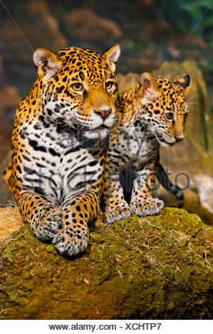 Little Baby Jaguar playing with its mother Stock Photo: 144316974 - Alamy