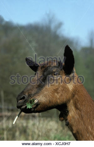 Alpine Chamoisee Goat, a French Breed, Herd of Females Stock Photo ...