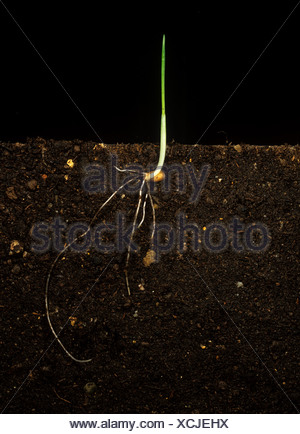 Germinating wheat seed with first root radicle and plumule emerging ...