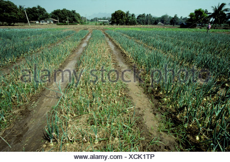 Onion crop with bacterial blight Xanthomonas campestris disease Stock ...