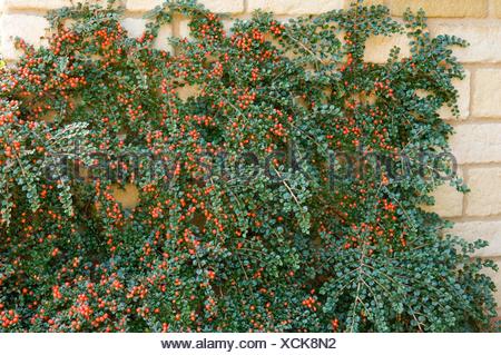 Cotoneaster horizontalis, Wall Cotoneaster, with berries in Autumn ...