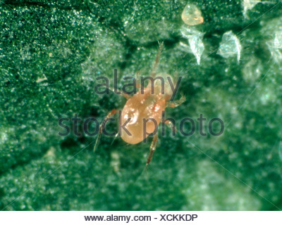 Predatory mite (Phytoseiulus persimilis) feeding on two spot spider ...