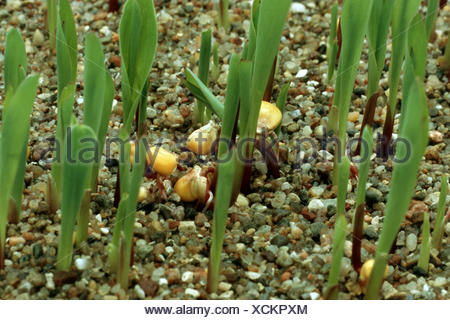 A germinating maize or corn seed, Zea mays, with radicle, root hairs ...