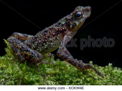 Bornean Rainbow Toad Ansonia latidisca endemic Borneo Sarawak frog ...