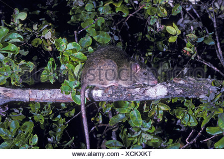 Black rat, Rattus rattus. Introduced to Hawaii in the 1800's is an ...