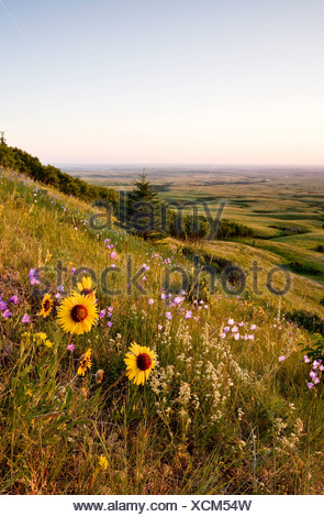 Wildflowers and sunset at Bald Butte, Cypress Hills Interprovincial ...