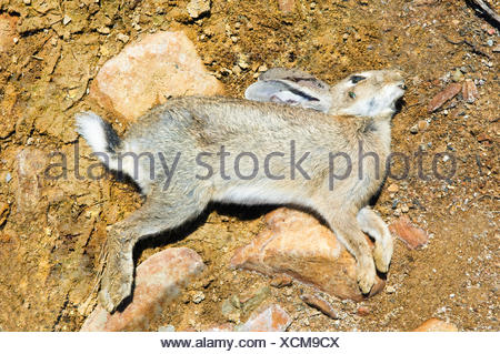 Dead and decomposed rabbit Stock Photo: 14158027 - Alamy