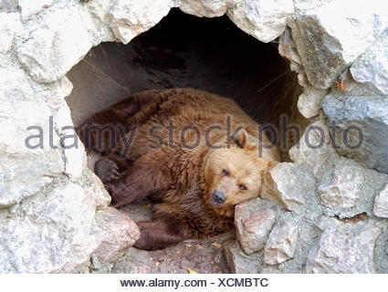 Brown bear sleeping in his cave Stock Photo - Alamy