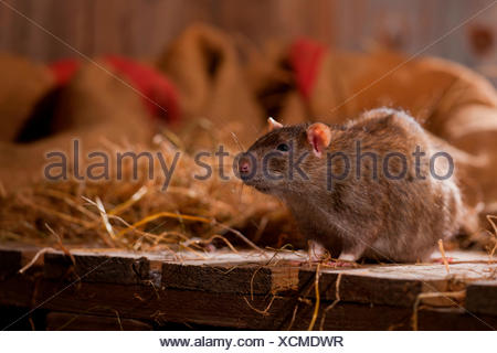 Domestic Rat (Rattus norvegicus). Adult female washing and cleaning ...