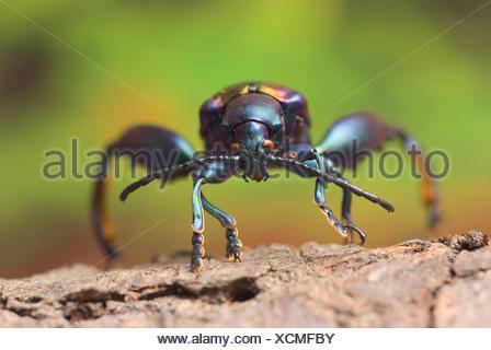 Frog-legged leaf beetle (Sagra buqueti), side view Stock Photo ...